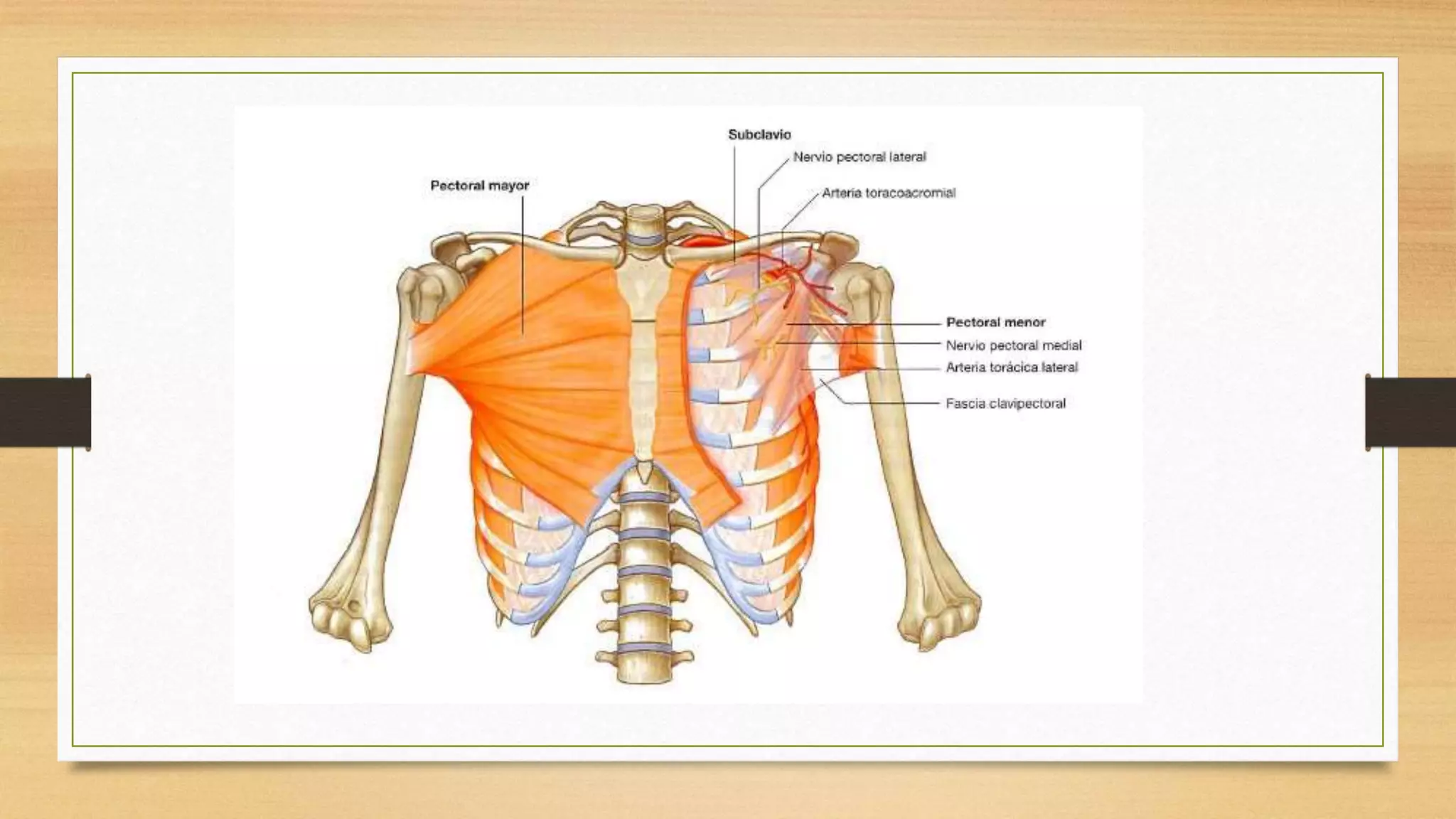 Fascias y anatomía funcional de la cintura escapular | PPT