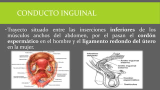 Fascias y aponeurosis del abdomen | PPTX