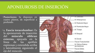 Fascias y aponeurosis del abdomen | PPTX