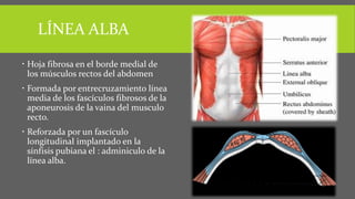 Fascias y aponeurosis del abdomen | PPTX