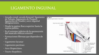 Fascias y aponeurosis del abdomen | PPT