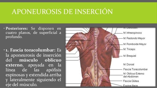 Fascias y aponeurosis del abdomen