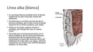 Fascias y aponeurosis del abdomen | PDF