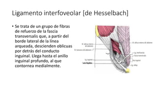 Fascias y aponeurosis del abdomen | PDF
