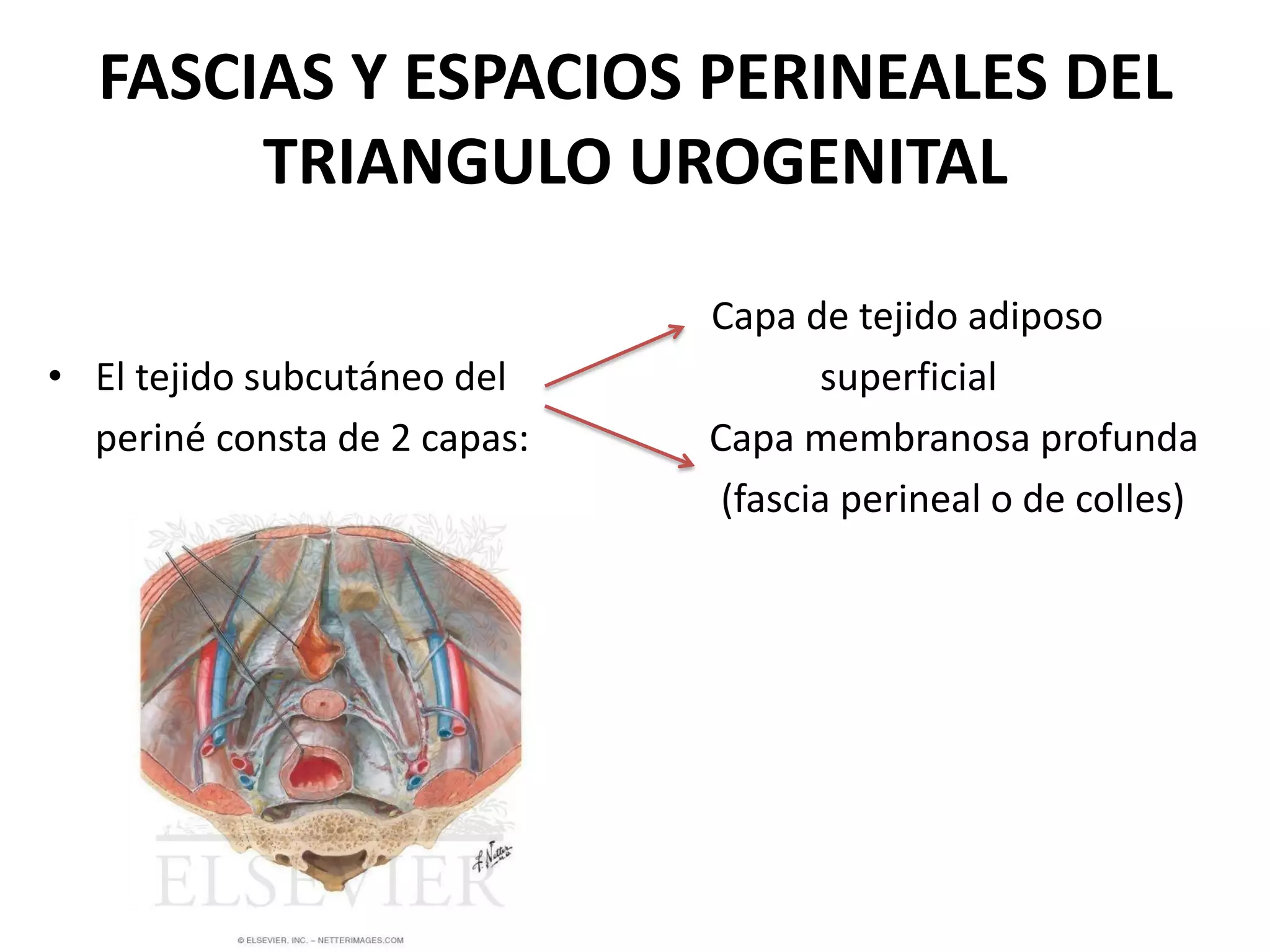 Fascias y espacios perineales del triangulo urogenital | PDF