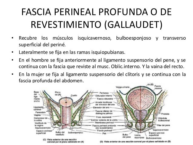 Fascias y espacios perineales del triangulo urogenital