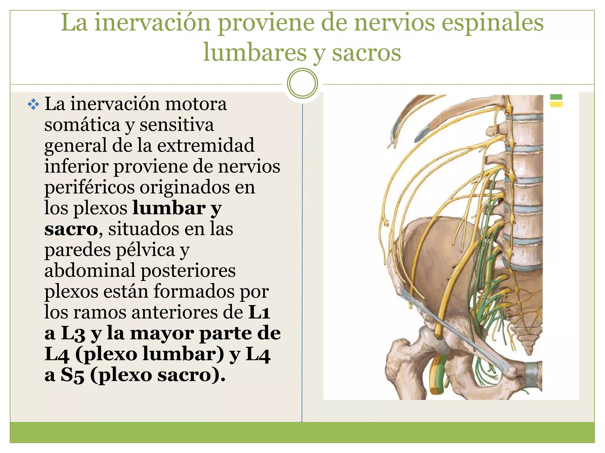 Fascia, vasos y nervios cutáneos del miembro inferior 2 | PPTX
