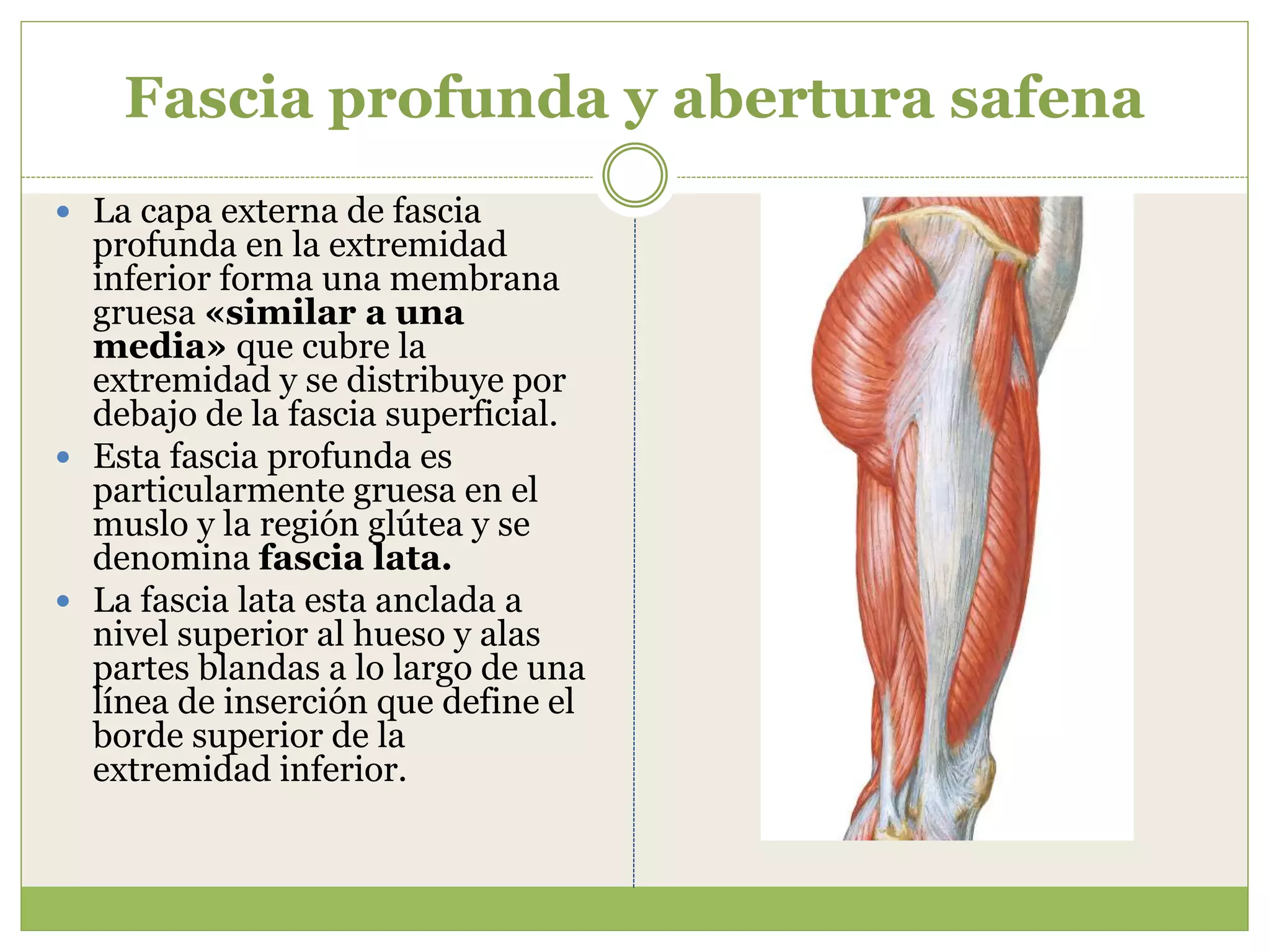Fascia, vasos y nervios cutáneos del miembro inferior 2 | PPTX
