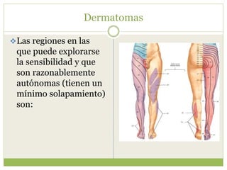 Dermatomas Miembro Inferior
