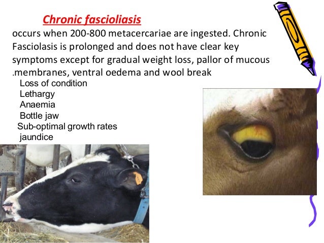 Fasciolosis In Cattle