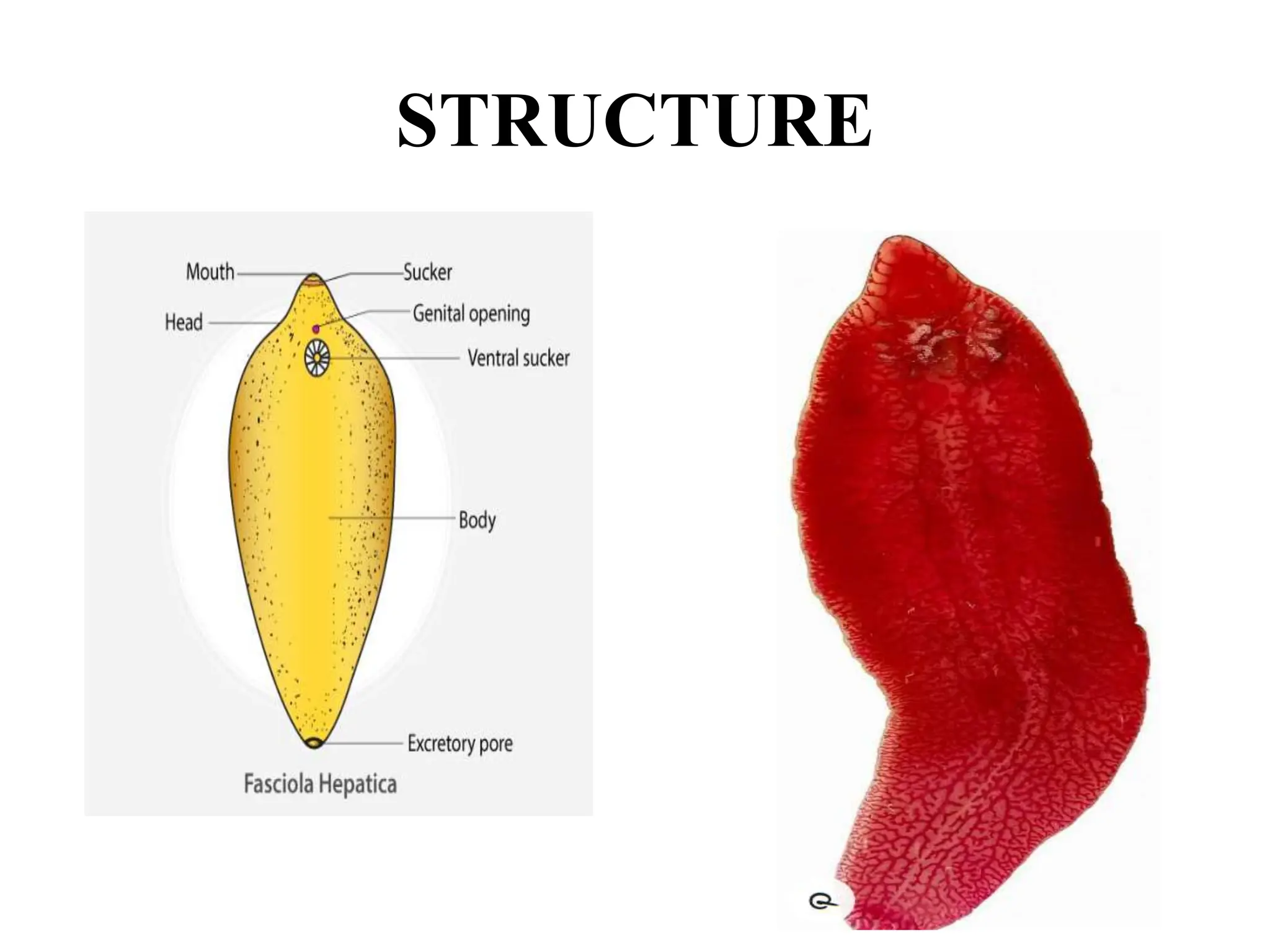 Genus FASCIOLA, classification and treatment | PPT