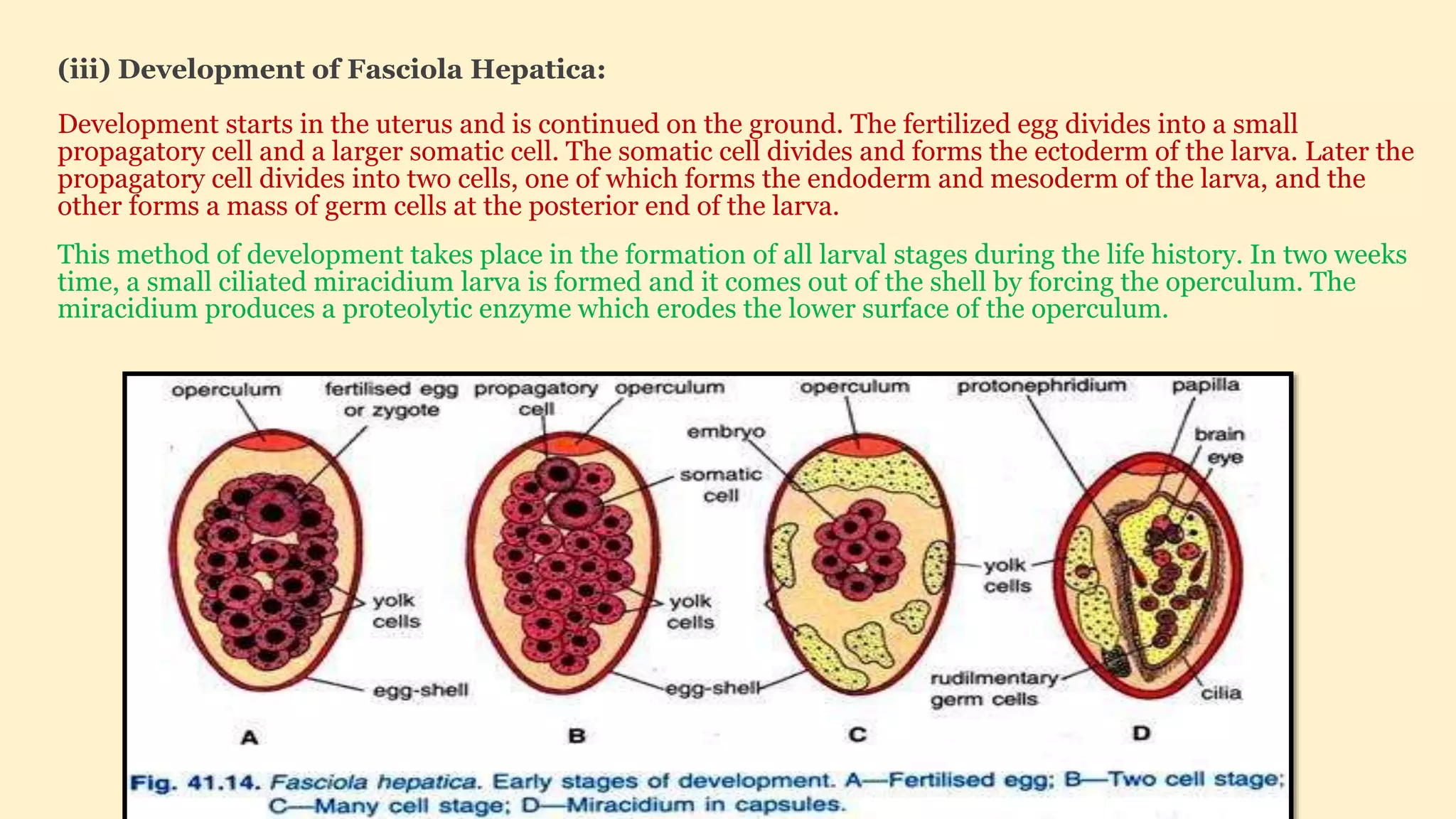 Fasciola hepatic.- complete life cycle, Different larva stages | PPTX