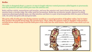 Fasciola hepatic.- complete life cycle, Different larva stages | PPTX