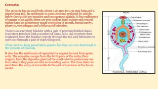 Fasciola hepatic.- complete life cycle, Different larva stages | PPTX