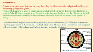 Fasciola hepatic.- complete life cycle, Different larva stages | PPTX