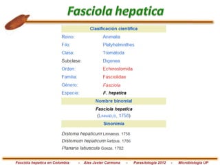 Fasciola hepatica | PPT