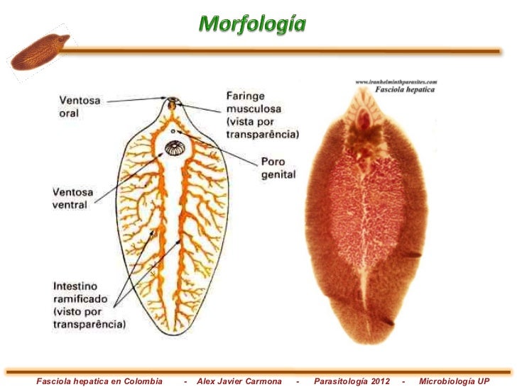 Anatomi Fasciola Hepatica Anatomi Fasciola Hepatica