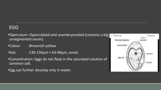 Fasciola hepatica | PPTX