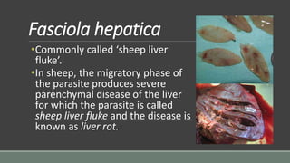 Fasciola Hepatica Slide