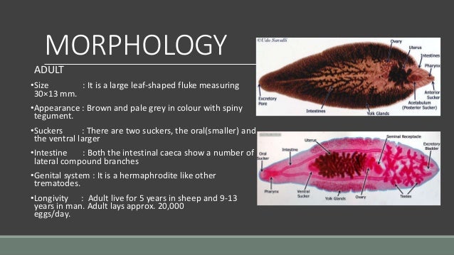 Fasciola Hepatica Life Cycle