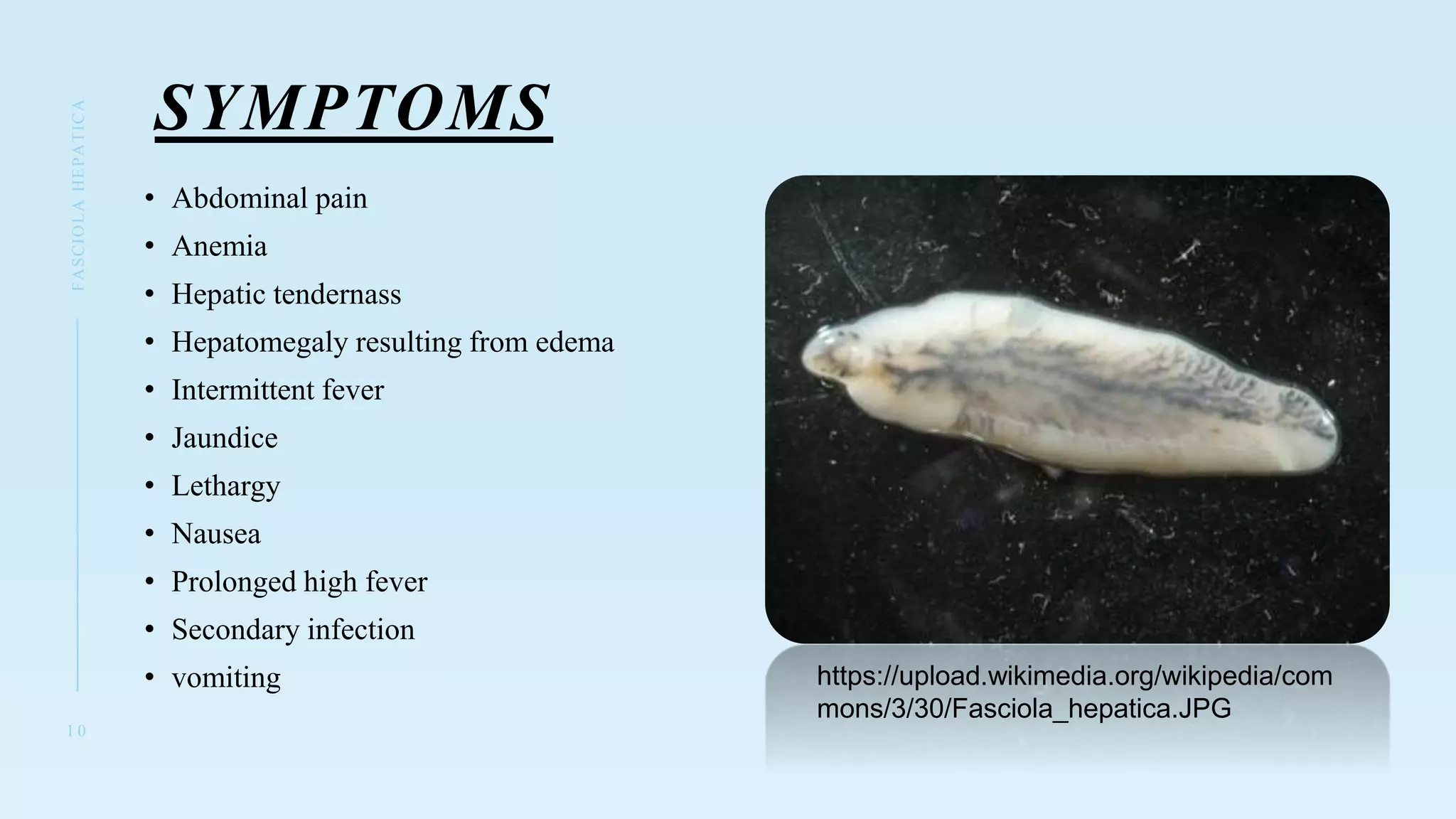 Fasciola hepatica.pptx