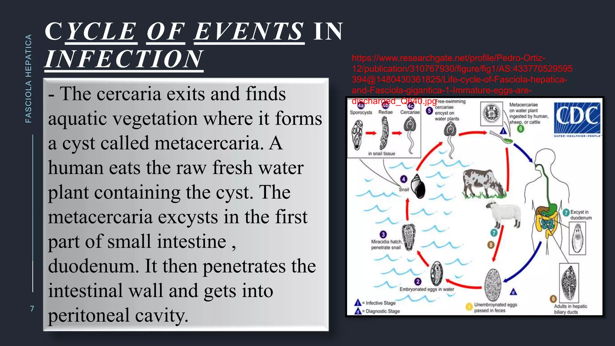 Fasciola hepatica.pptx