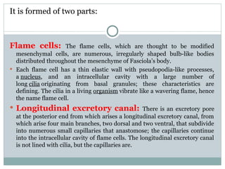 TYPE STUDY OF FASCIOLA HEPATICA, DIFFERENT SYSTEMS | PPT