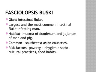 Fasciola hepatica & f. buski///////.pptx