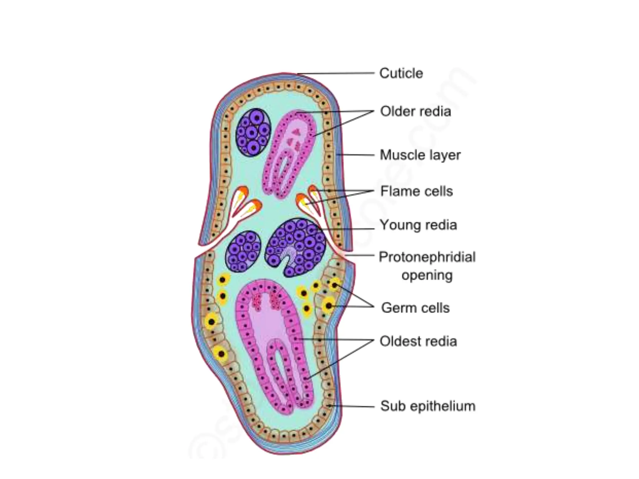 Fasciola hepatica life cycle.ppt