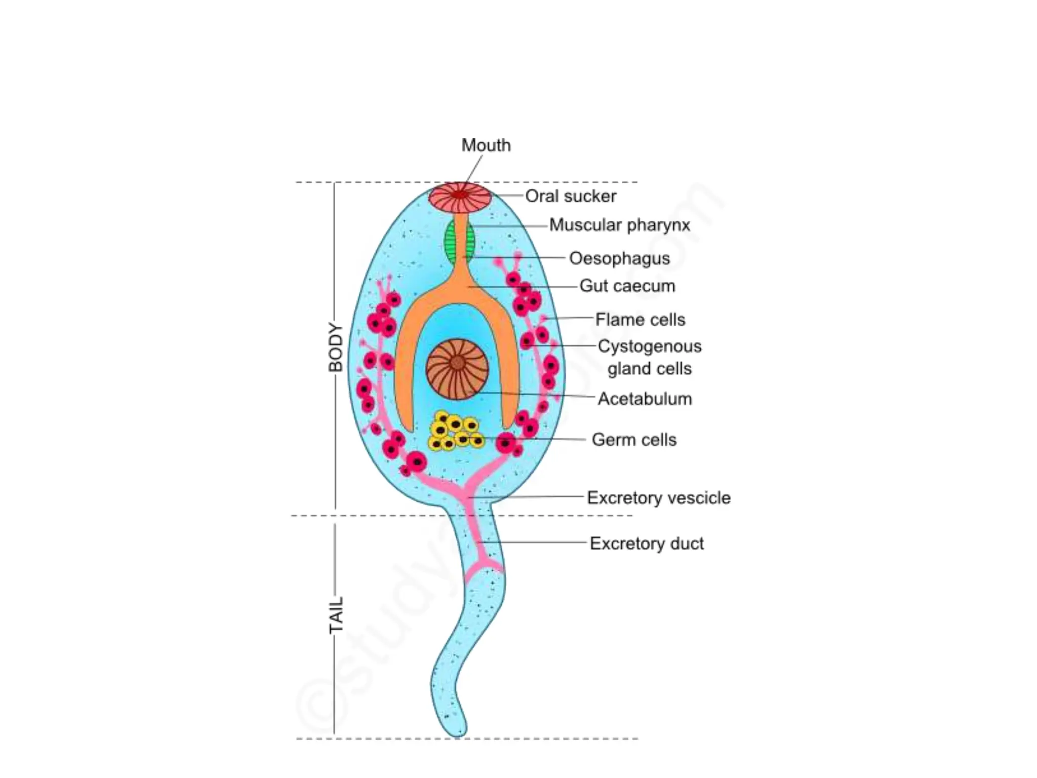 Fasciola hepatica life cycle.ppt