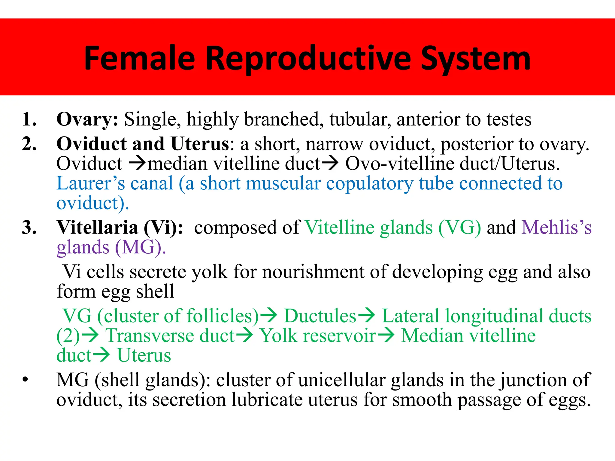 Fasciola hepatica life cycle.ppt