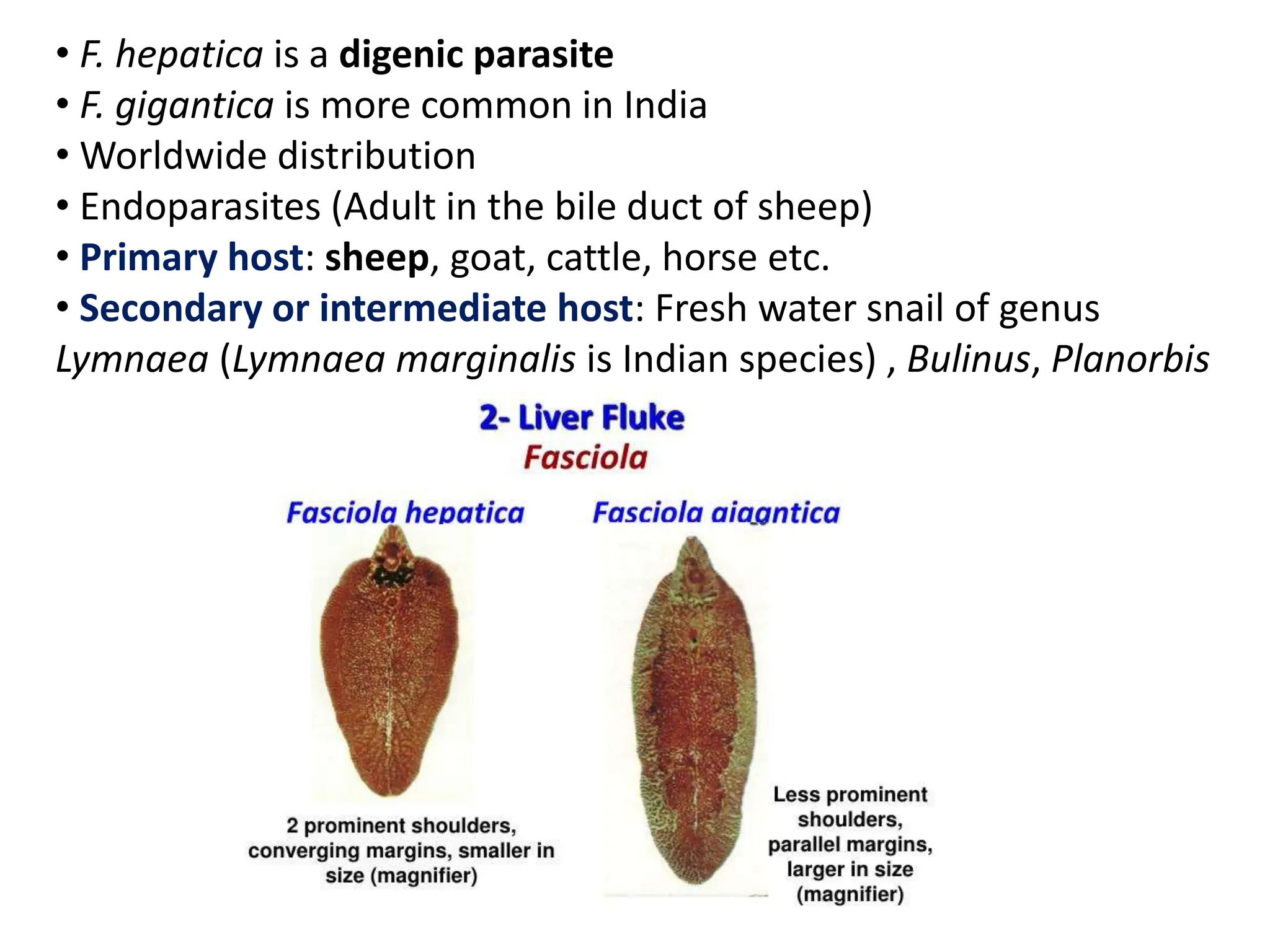 Fasciola hepatica life cycle.ppt