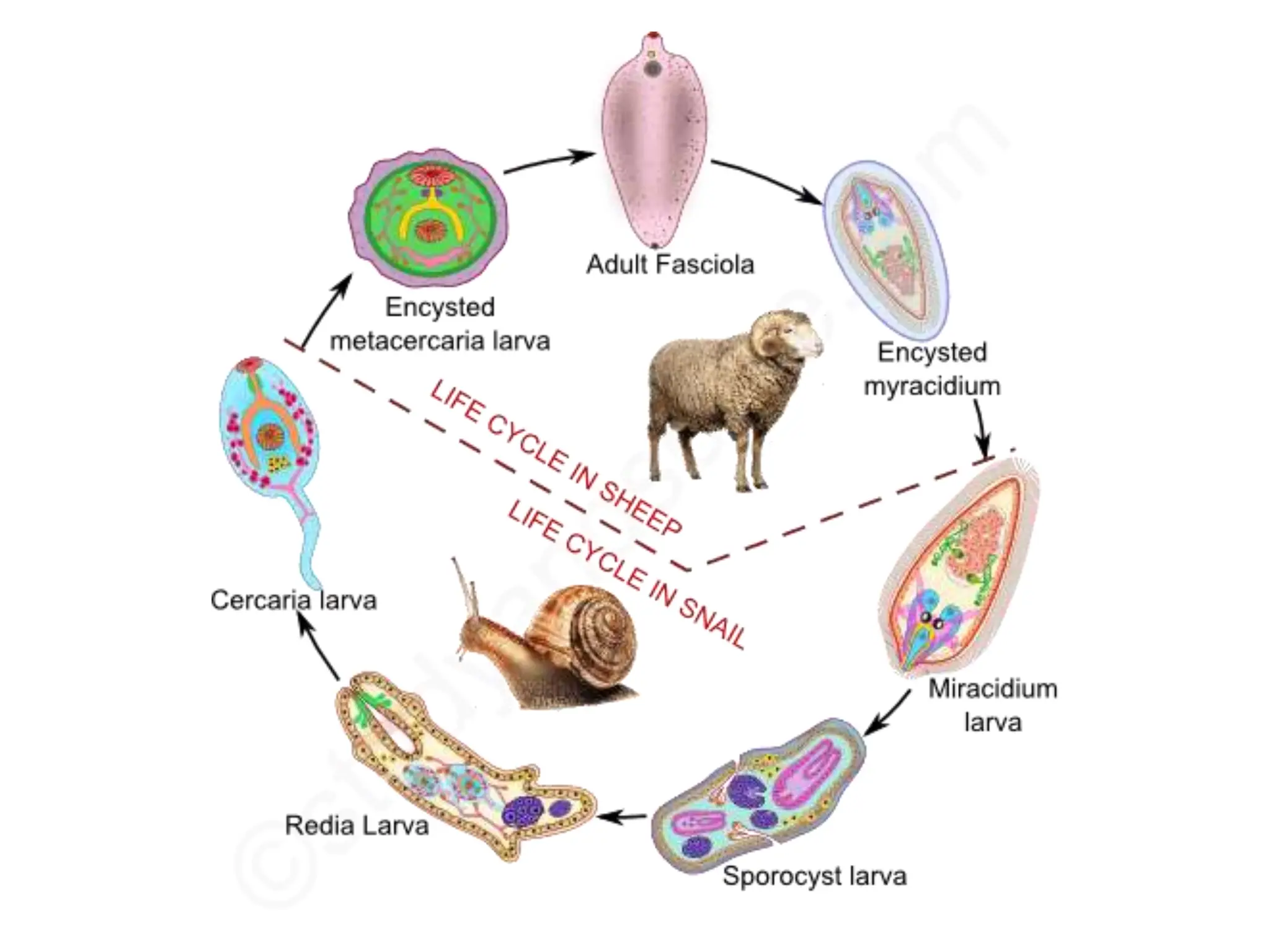 Fasciola hepatica life cycle.ppt