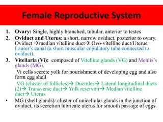 Fasciola hepatica life cycle.ppt