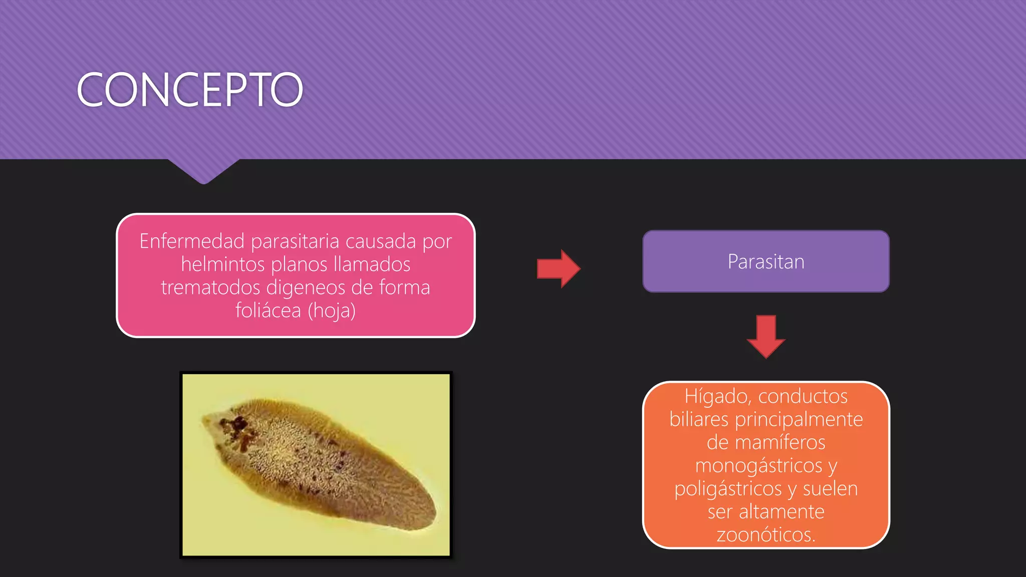 Fasciola hepatica por Santiago Casanova | PPT