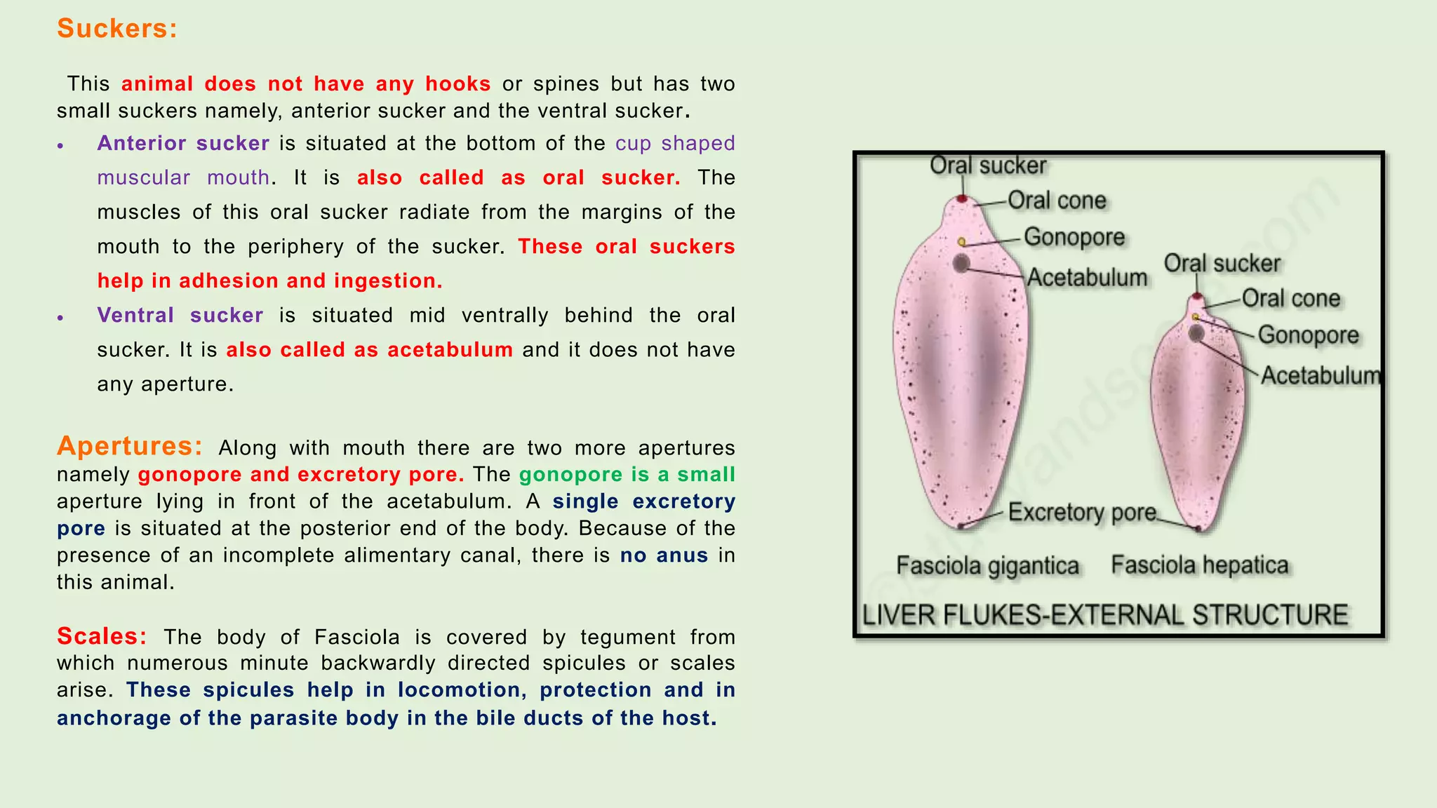 Fasciola hepatica -External structure, Nervous System Execratory system ...