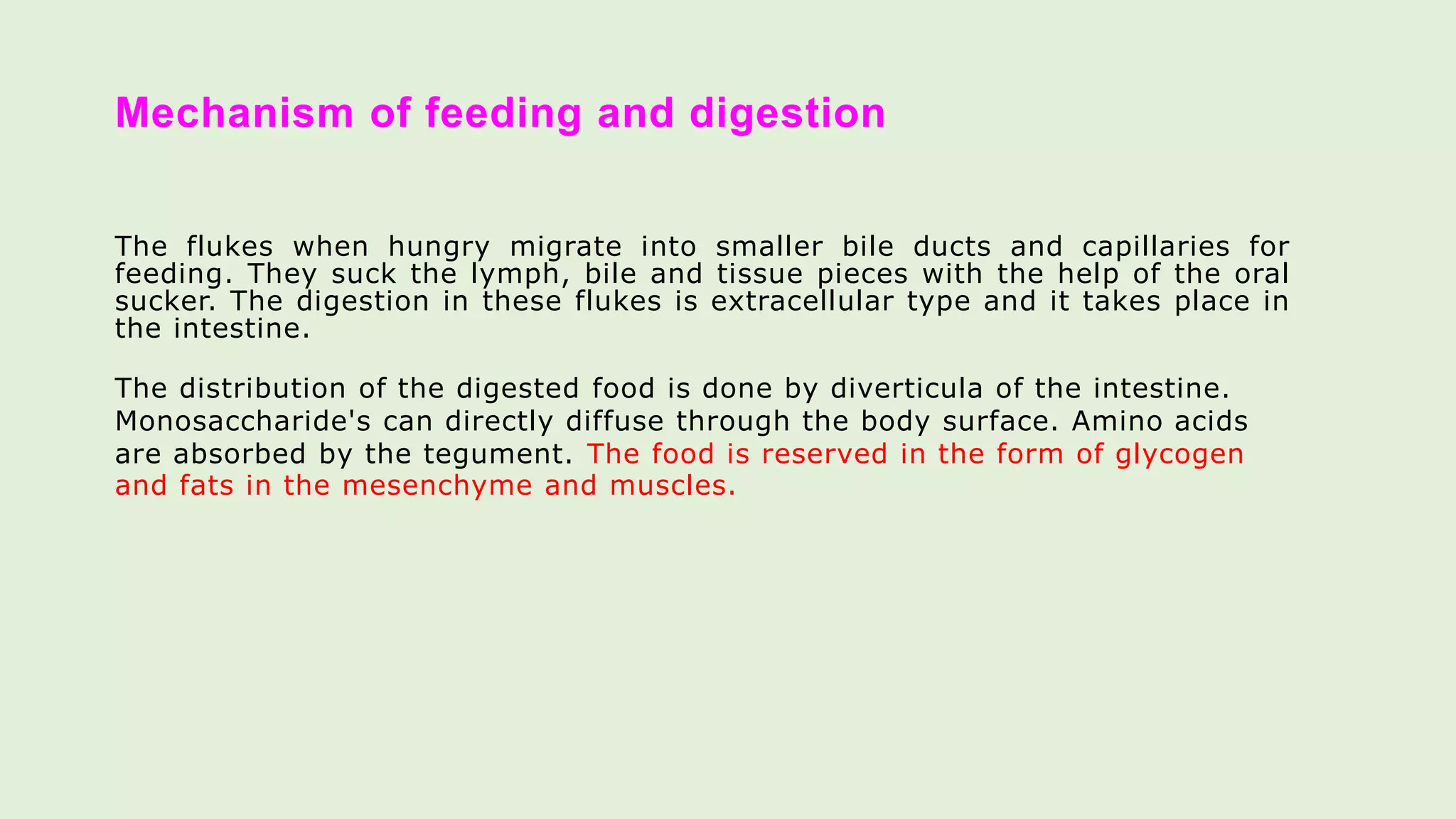 Fasciola hepatica -External structure, Nervous System Execratory system ...