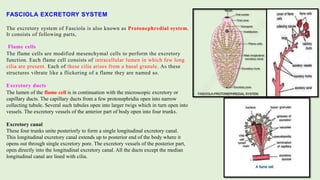 Fasciola hepatica -External structure, Nervous System Execratory system ...