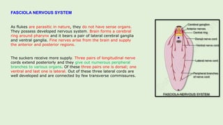 Fasciola hepatica -External structure, Nervous System Execratory system ...