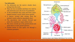 Fasciola hepatica (The Liverfluke).pptx