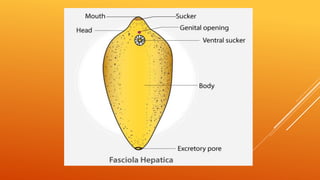 Fasciola hepatica (The Liverfluke).pptx