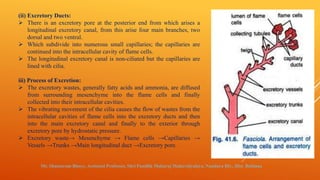 Fasciola hepatica (The Liverfluke).pptx
