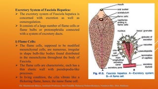 Fasciola hepatica (The Liverfluke).pptx