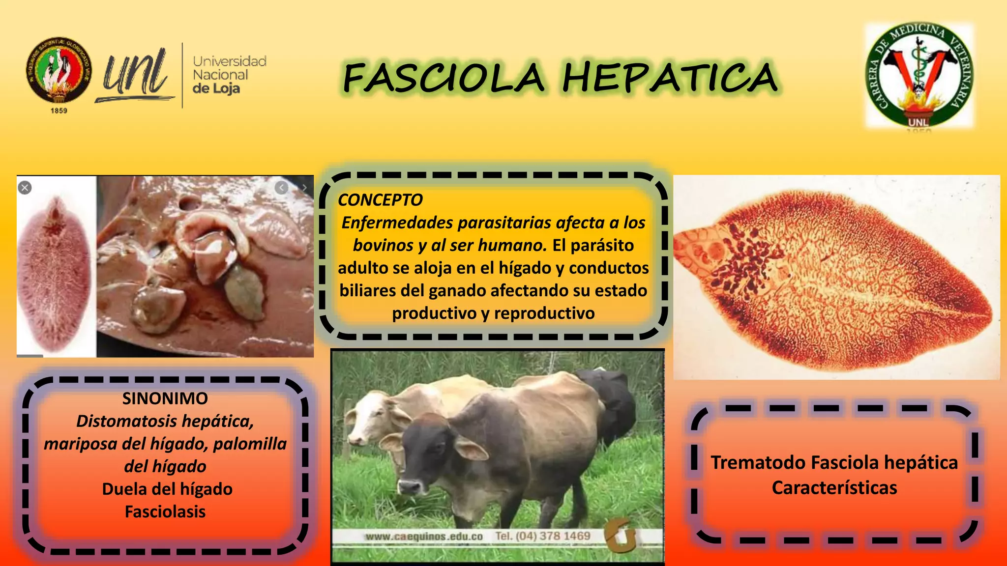 Fasciola hepatica | PPTX