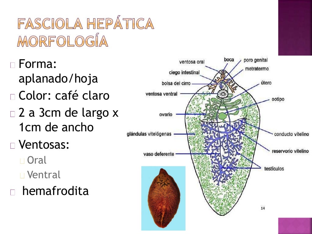 Fasciola hepática
