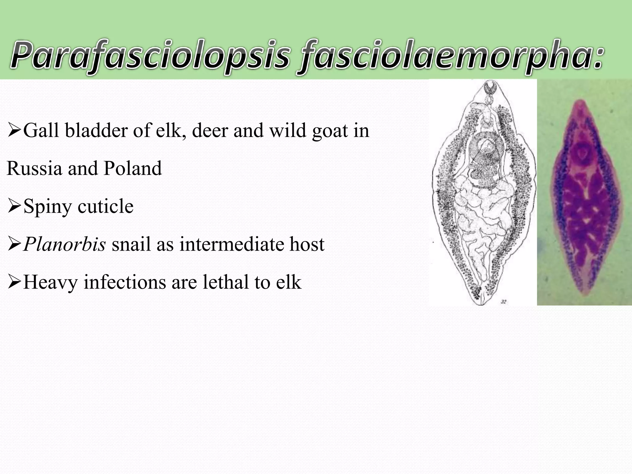 Fasciolidae | PPT