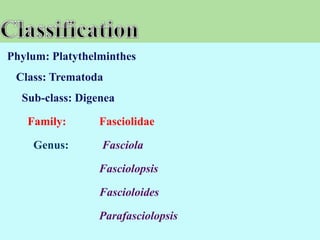 Fasciolidae | PPT