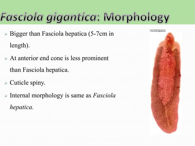 Fasciolidae | PPT