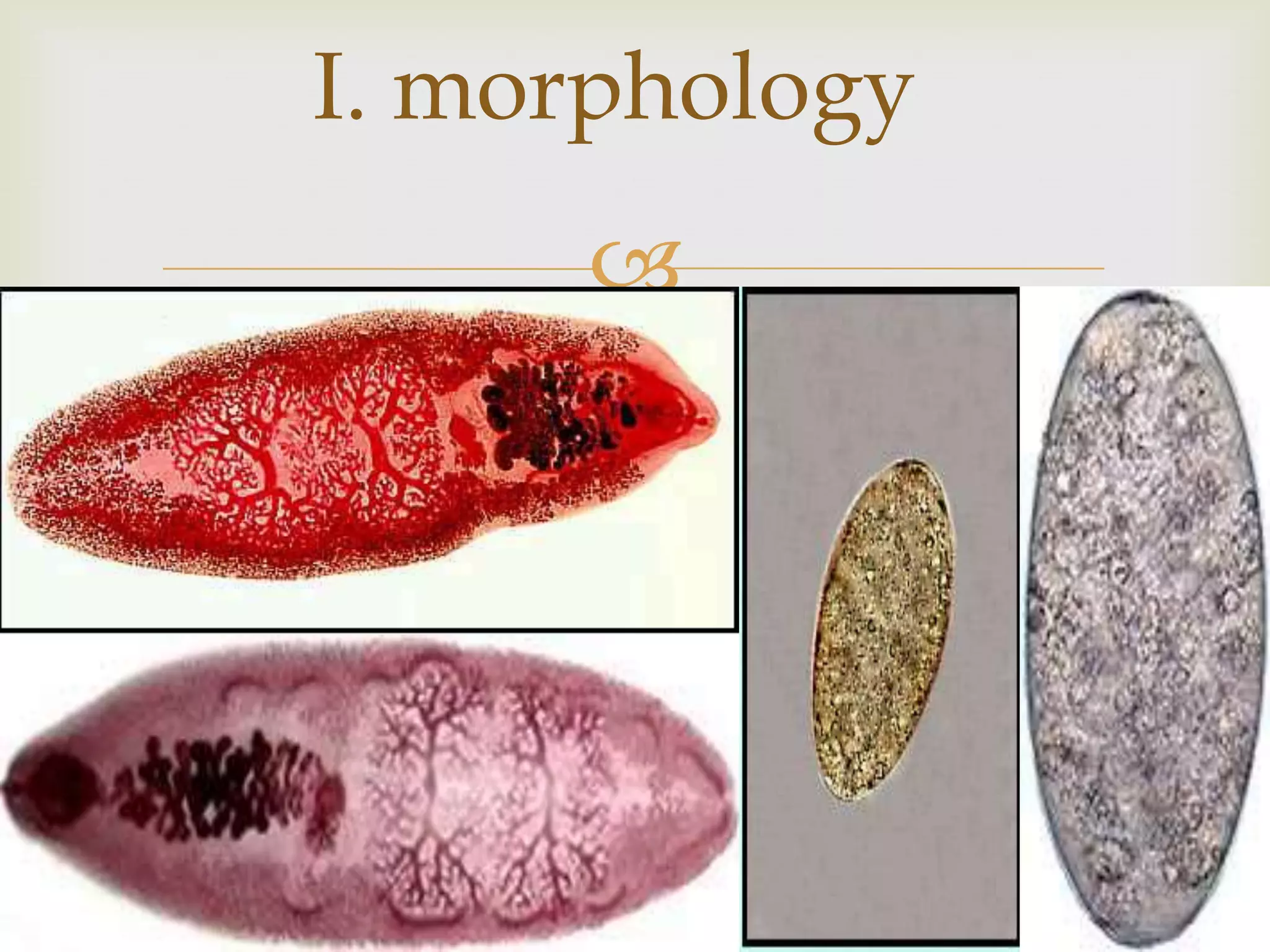 Fasciolopsis buski | PPTX