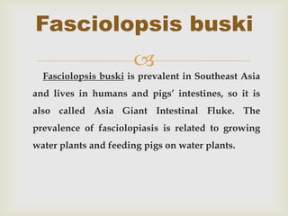 Fasciolopsis Buski